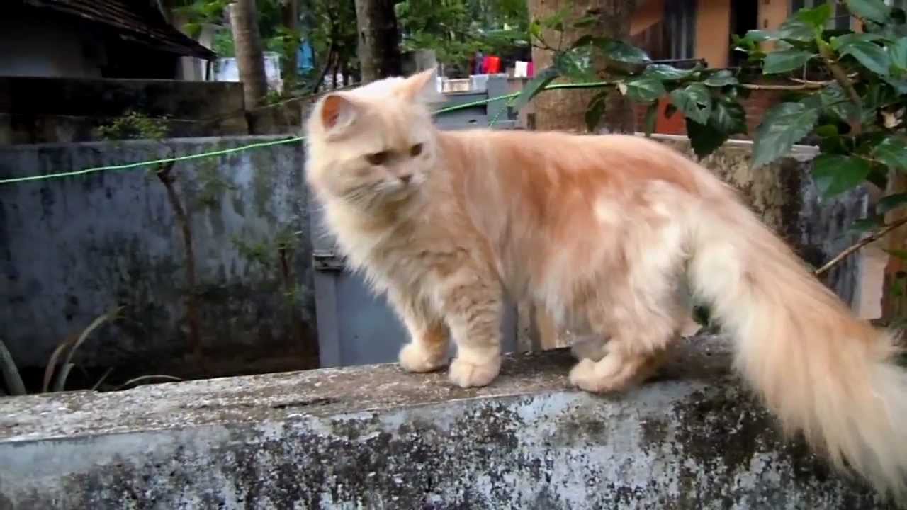 PERCIAN CAT - YouTube