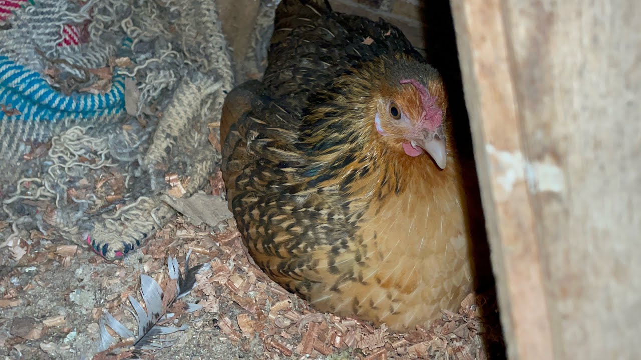 Gallina lleva encluecada con más de 9 huevos - YouTube