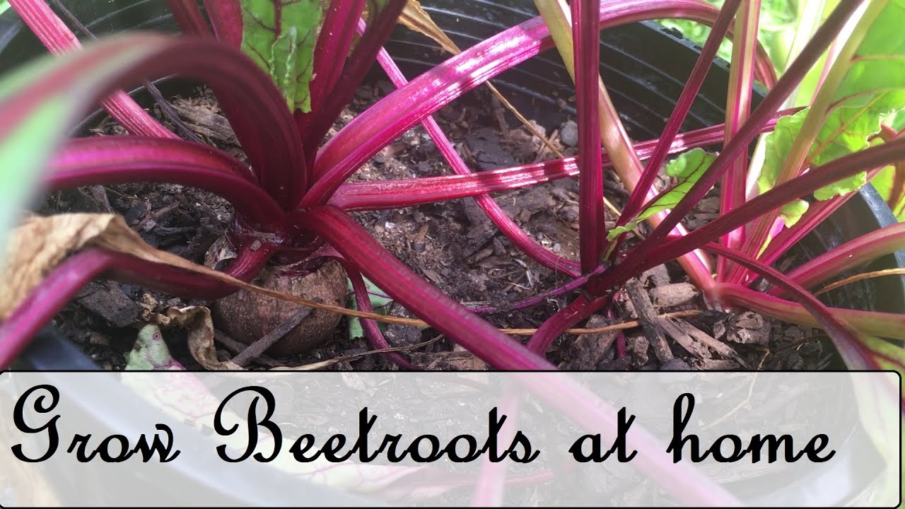 How to grow beetroot from seeds(with updates) - YouTube