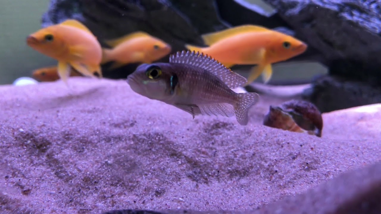 Tanganyika shell dwelling cichlids- Lamprologus stappersi - YouTube