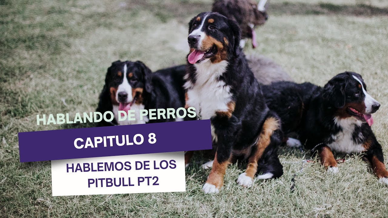 Hablando de perros, Capitulo 8, Pitbull Parte 2 - YouTube