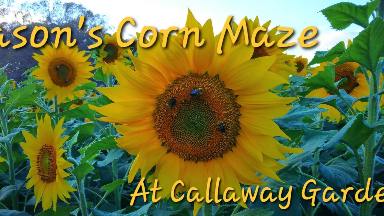 CASON'S CORN MAZE | PUMPKINS AT CALLAWAY GARDENS | FULL FALL EXPERIENCE ...