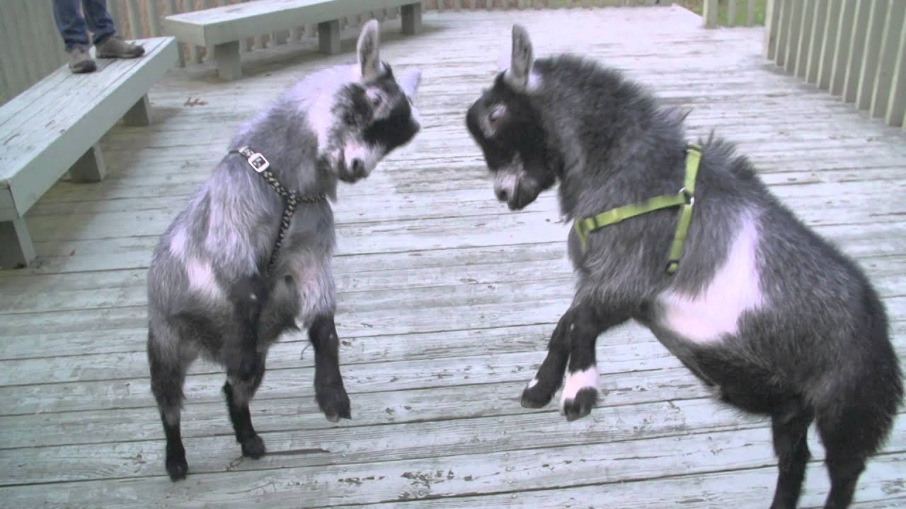 Slow Motion Pygmy Goats - YouTube