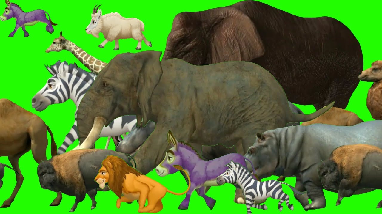 Animals stampede green screen | Zoo animals green screen | Wild animal ...