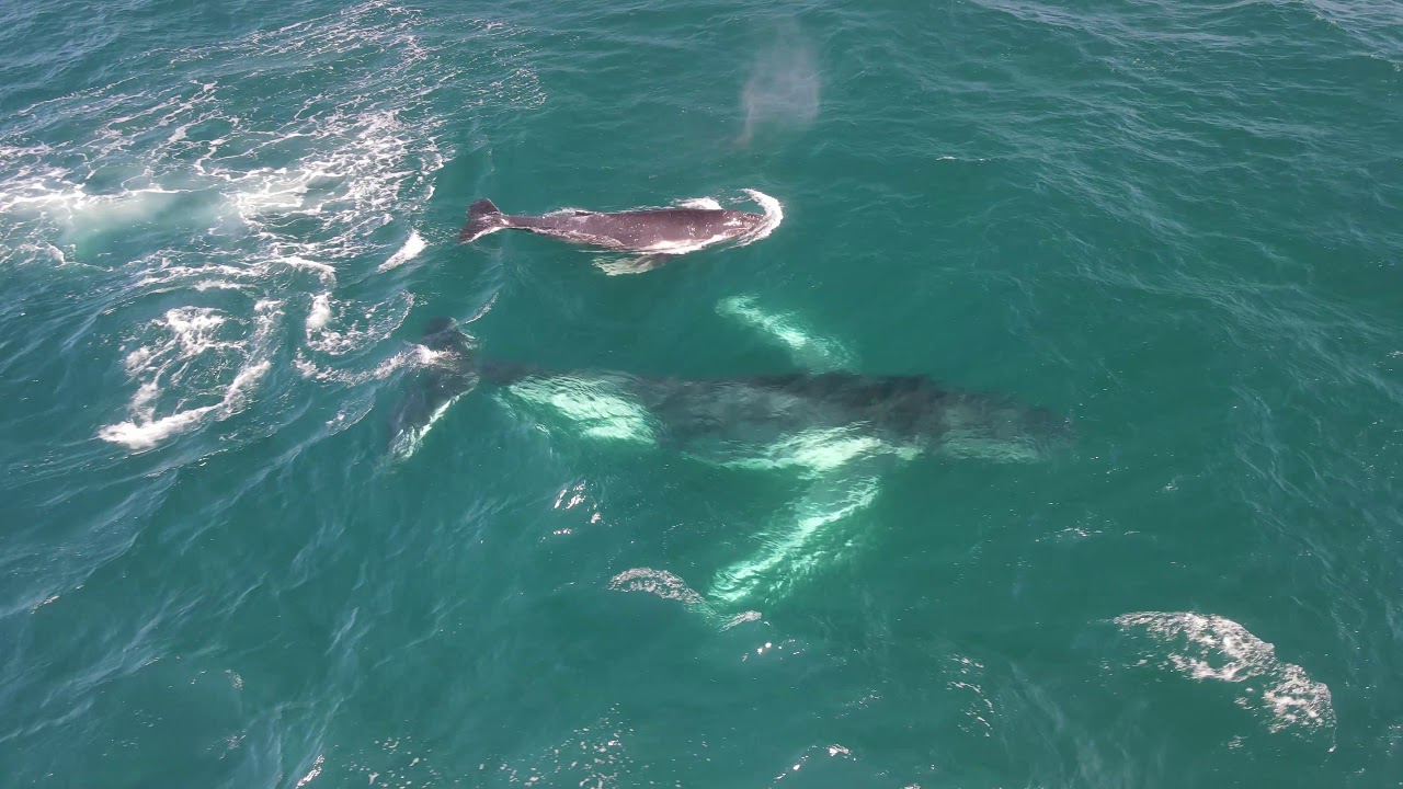 two relaxed pods of Humpback whales, mums and calves - YouTube