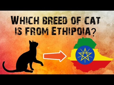 A CAT BREED FROM ETHIOPIA