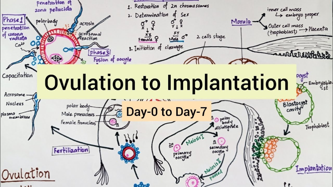 Embryology | First Week of Development - YouTube