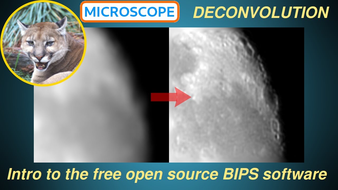 Deconvolution Step-by-Step Guide with the Open Source BIPS on Linux and ...