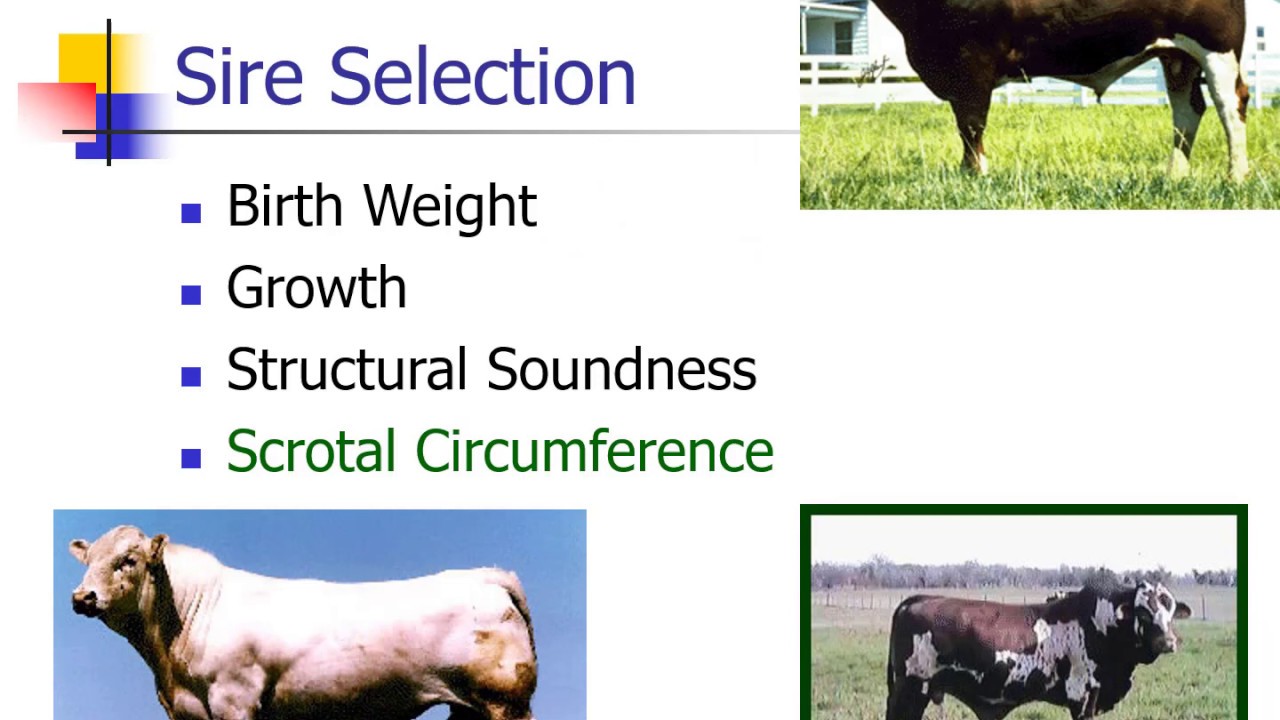 Beef Heifer Development series, session 2 - YouTube