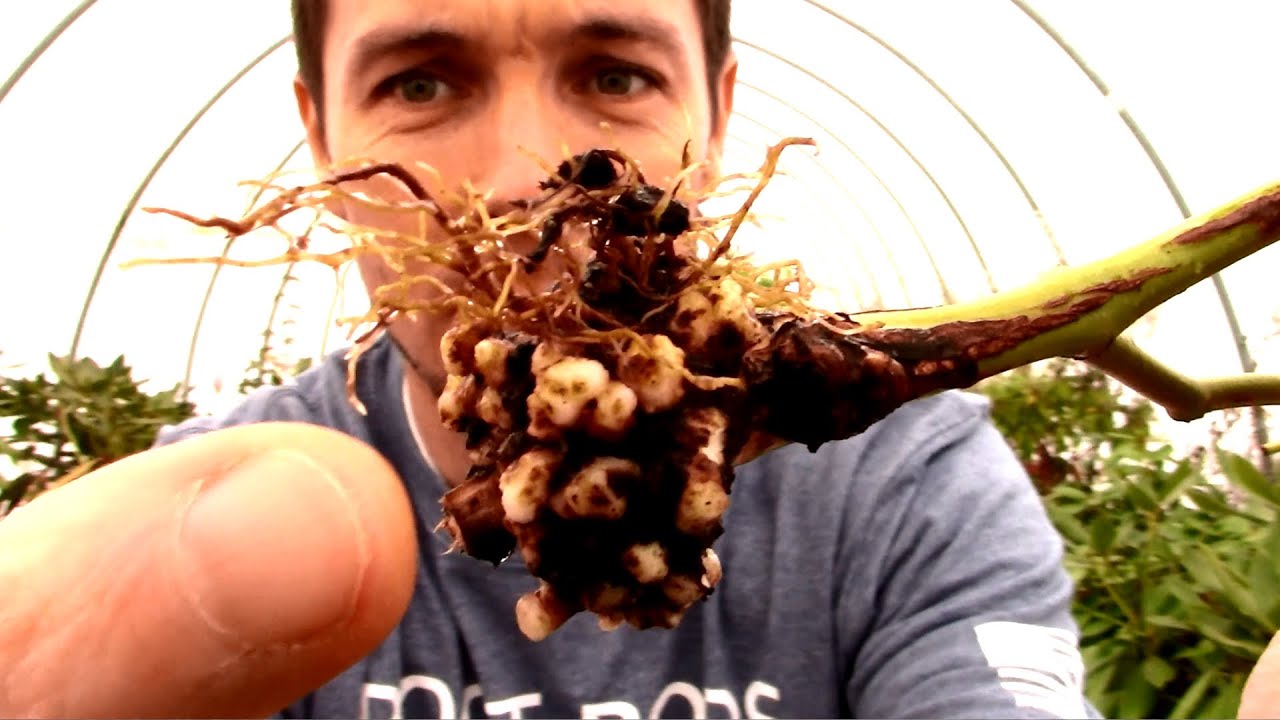 MASSIVE Callus on This Rose Plant Air Layer | Could it be the Rooting ...