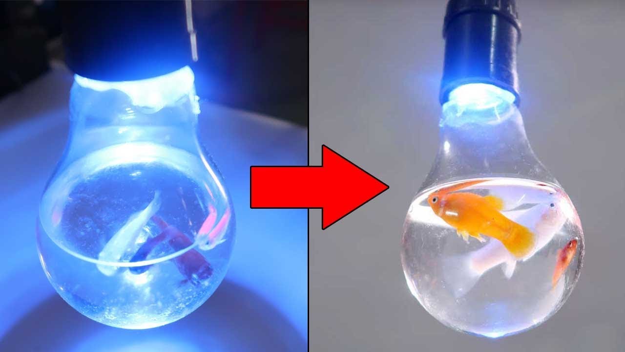 How To Make Fish in Bulb | Experiments You Can Try - YouTube