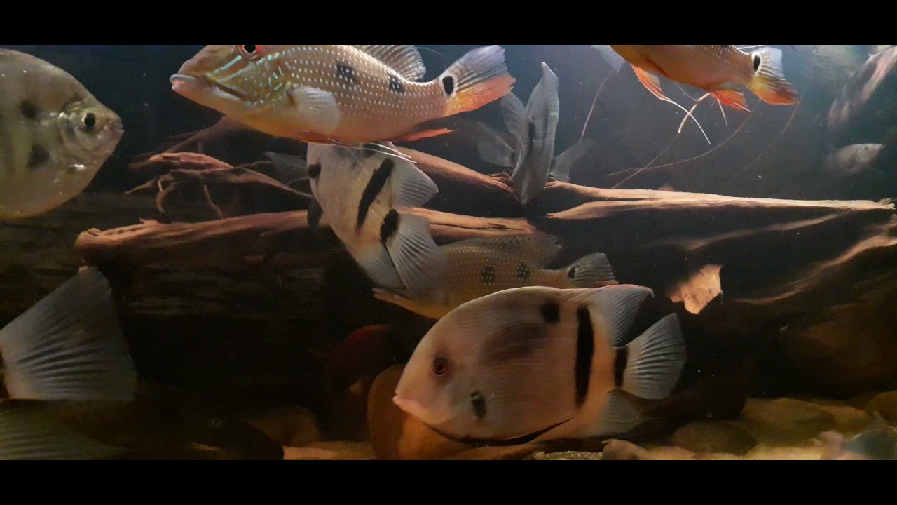 cichlids from the Atabapo River - YouTube