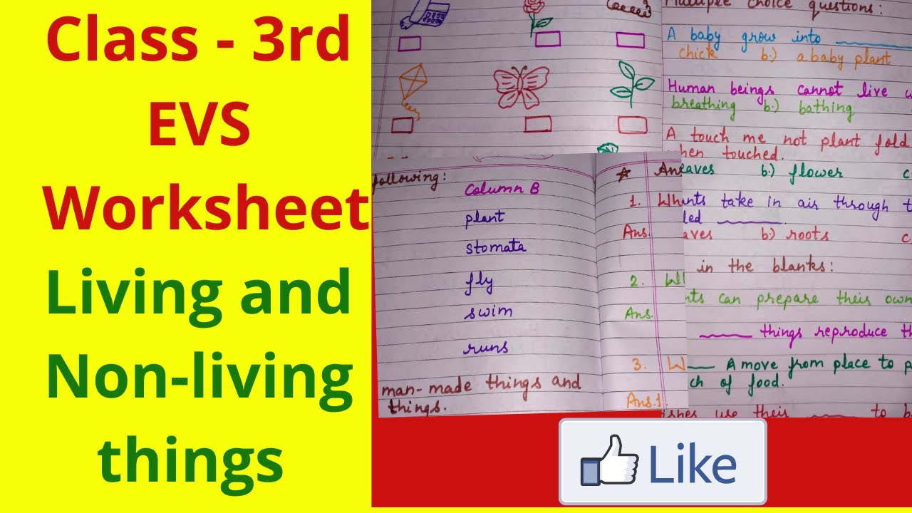 class 3 evs worksheet | EVS worksheet for class 3 | Living and non ...