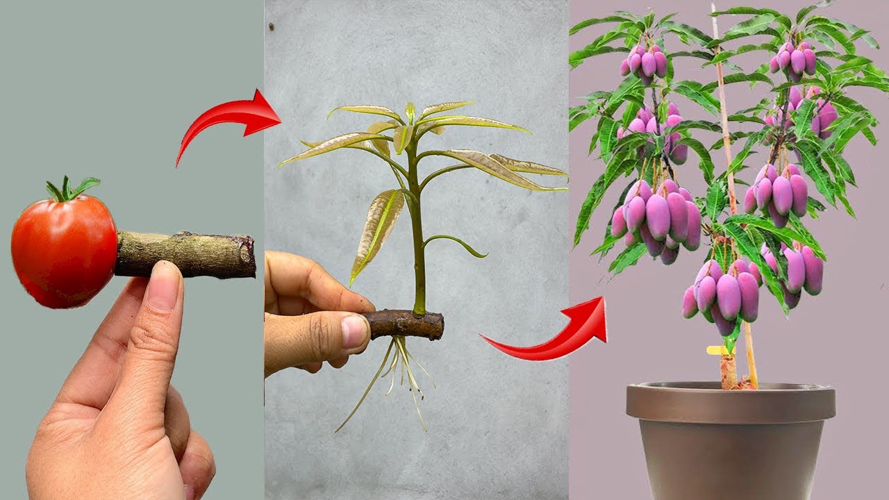 Innovative technique using tomatoes stimulates super fast growth of ...