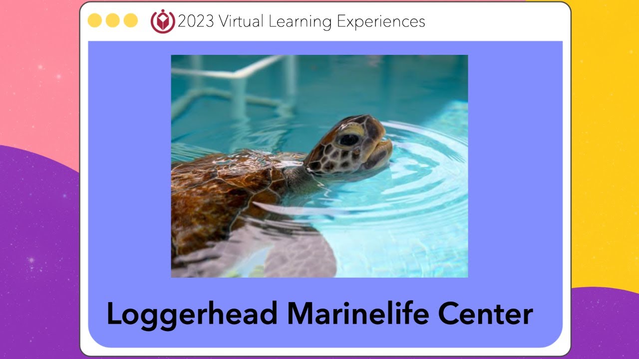 Loggerhead Marinelife Center - 2023 Virtual Learning Experiences - YouTube