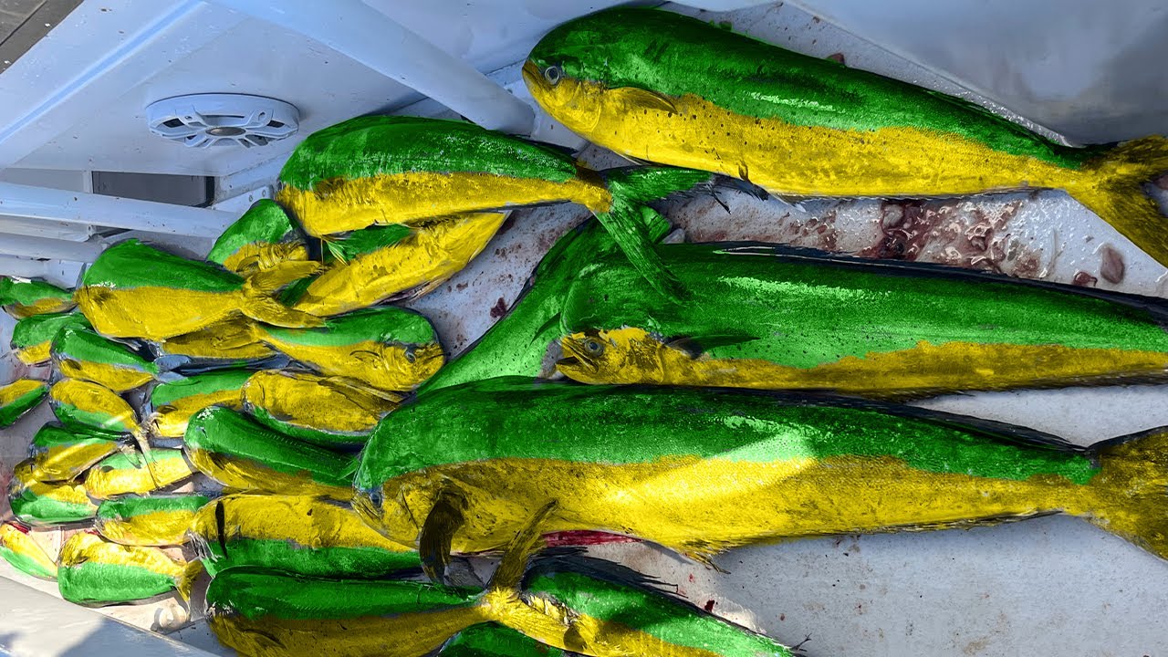 Commercial fishing for mahi! - YouTube