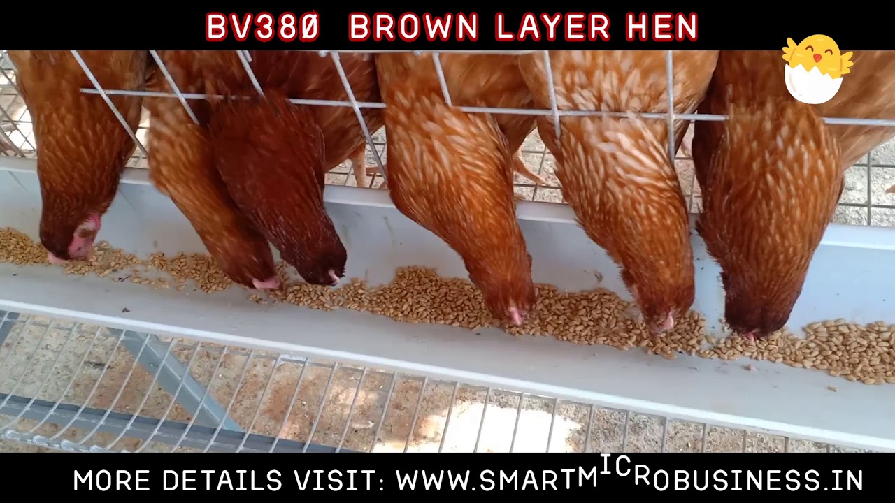 Bv380 Hen Specifications - YouTube