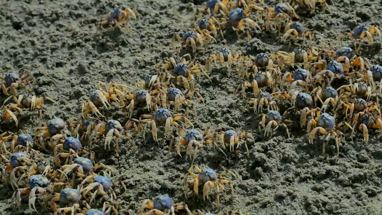 Soldier Crabs army at Cowie Beach, Cape Tribulation - YouTube