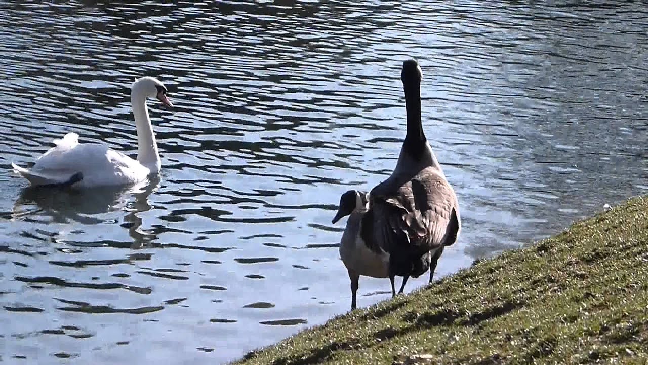 Noisy Geese - YouTube