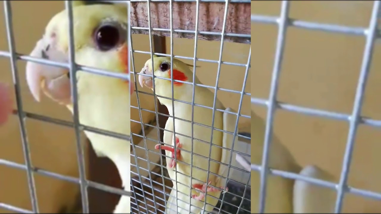 FALK SUPER GACOR COCOK UNTUK MASTERAN COCKATIEL LATIH SUARA PARKIT ...