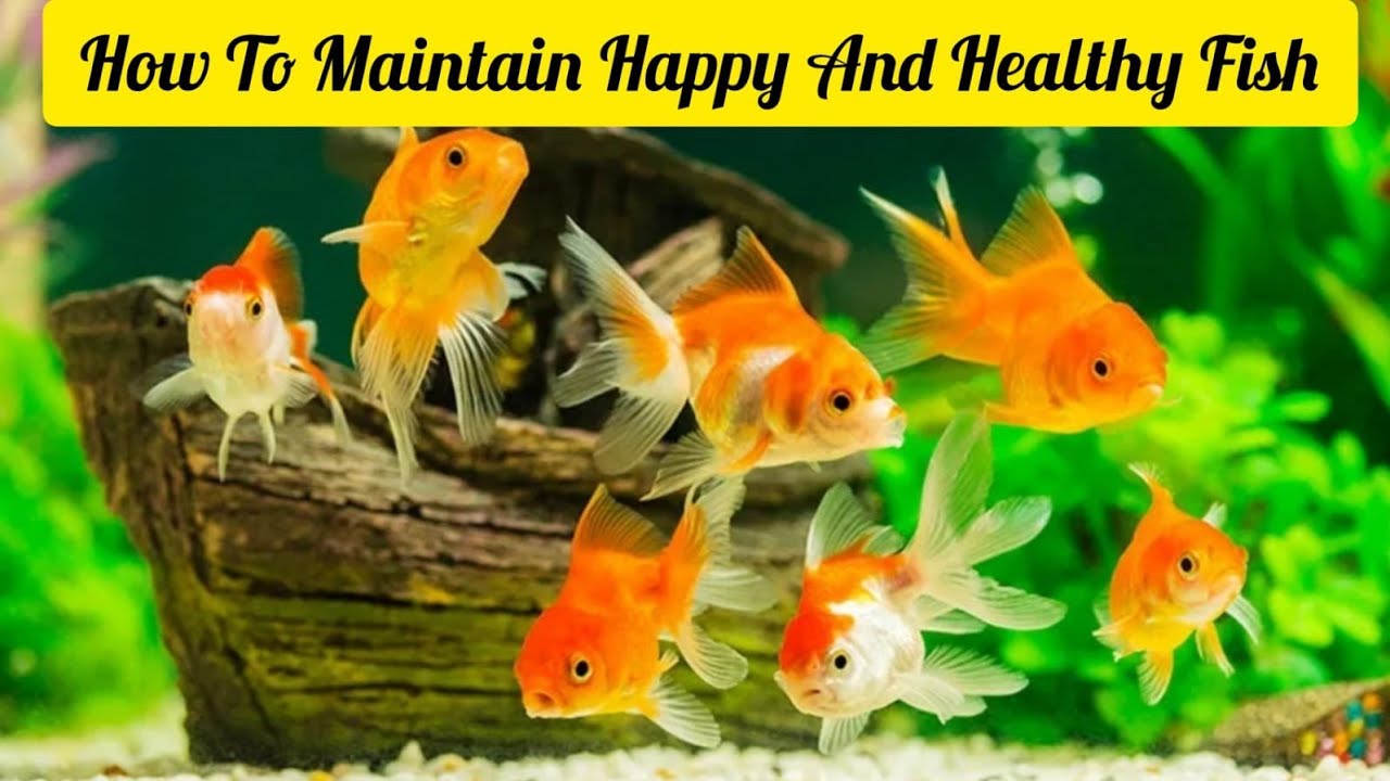 How to Maintain Happy & Healthy Fish - YouTube