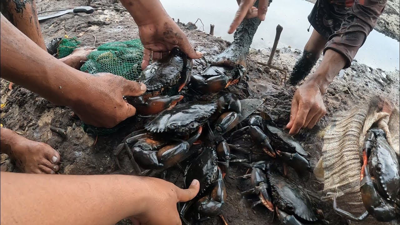 Pandudukot ng alimango,kuray at dakumo sa abandonadong fishpond ang ...