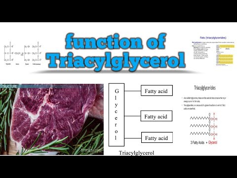 #Function of Triacylglycerol - YouTube
