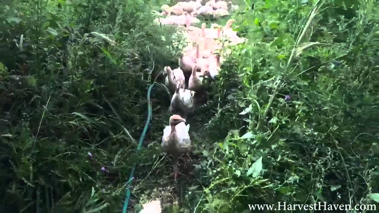 Young Turkeys First Day Outside - YouTube