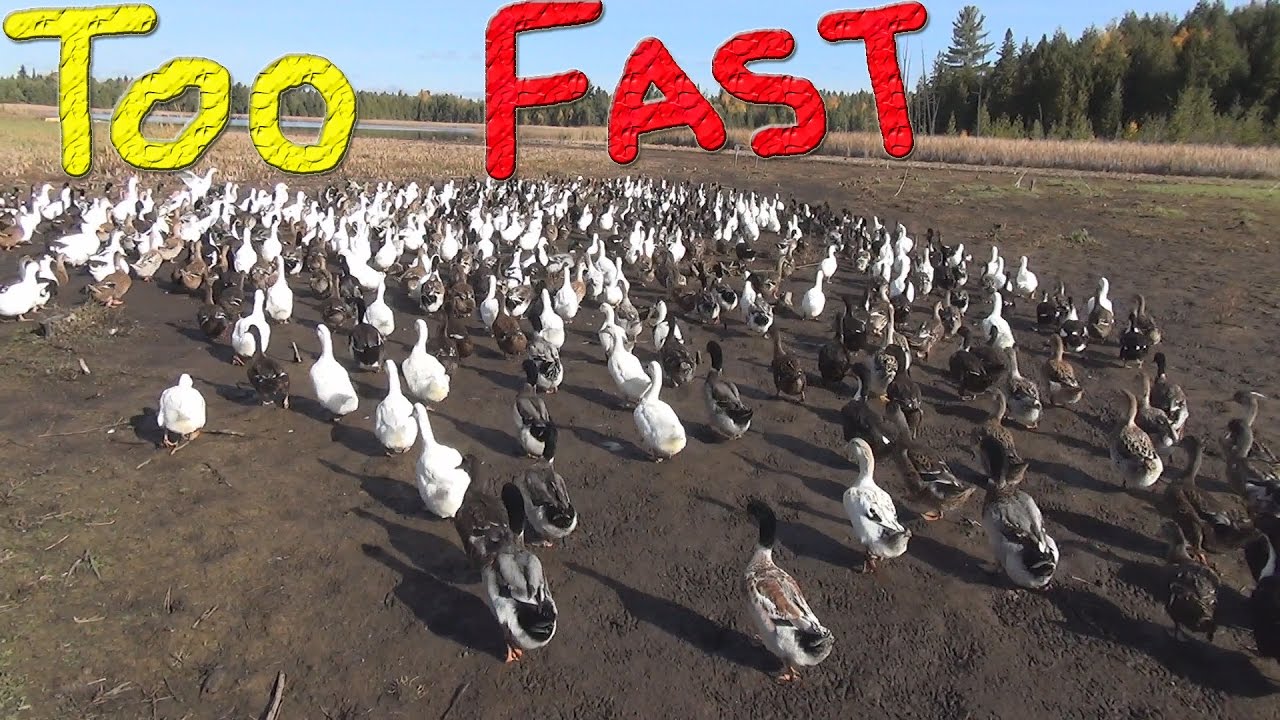 Disability Dug #170 Ducks For The Homeless - YouTube