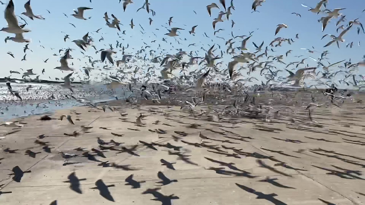 Mandvi port 19 January 2020 - YouTube