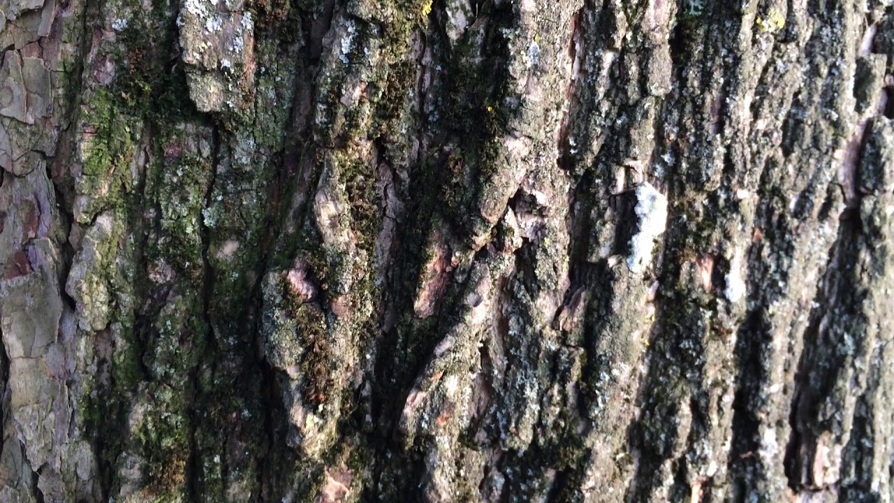 Field Maple (Acer campestre) - bark close up - December 2017 - YouTube