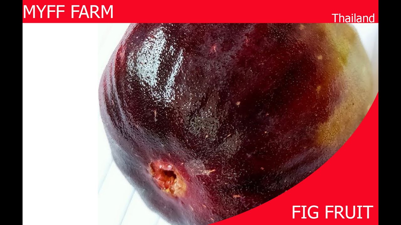 MYFF Figs Fruit Black Madeira KK อนุบาลกิ่งตอนมะเดื่อฝรั่ง - YouTube