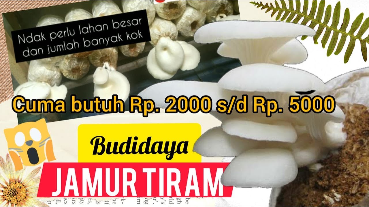 Budidaya Jamur Tiram || PANEN SENDIRI DI RUMAH, Gampang dan Murah ...