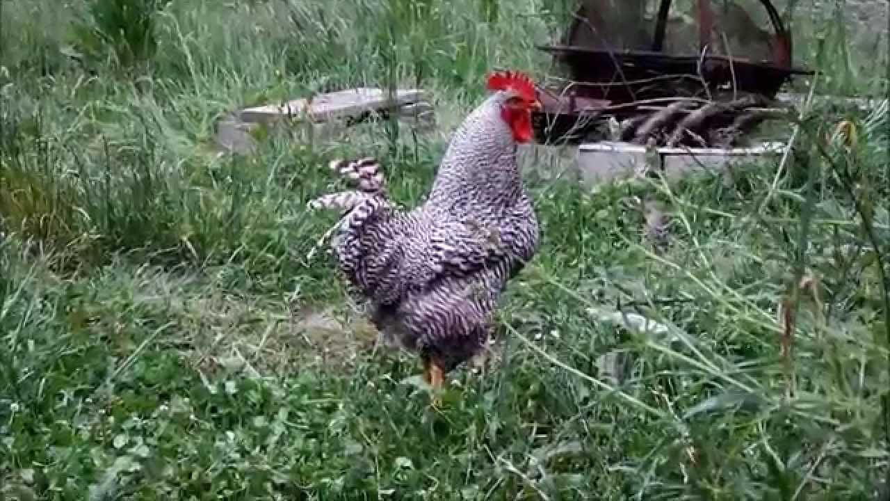 Home Steading 101 My 1st Flock Of Bard Rock Chickens - YouTube