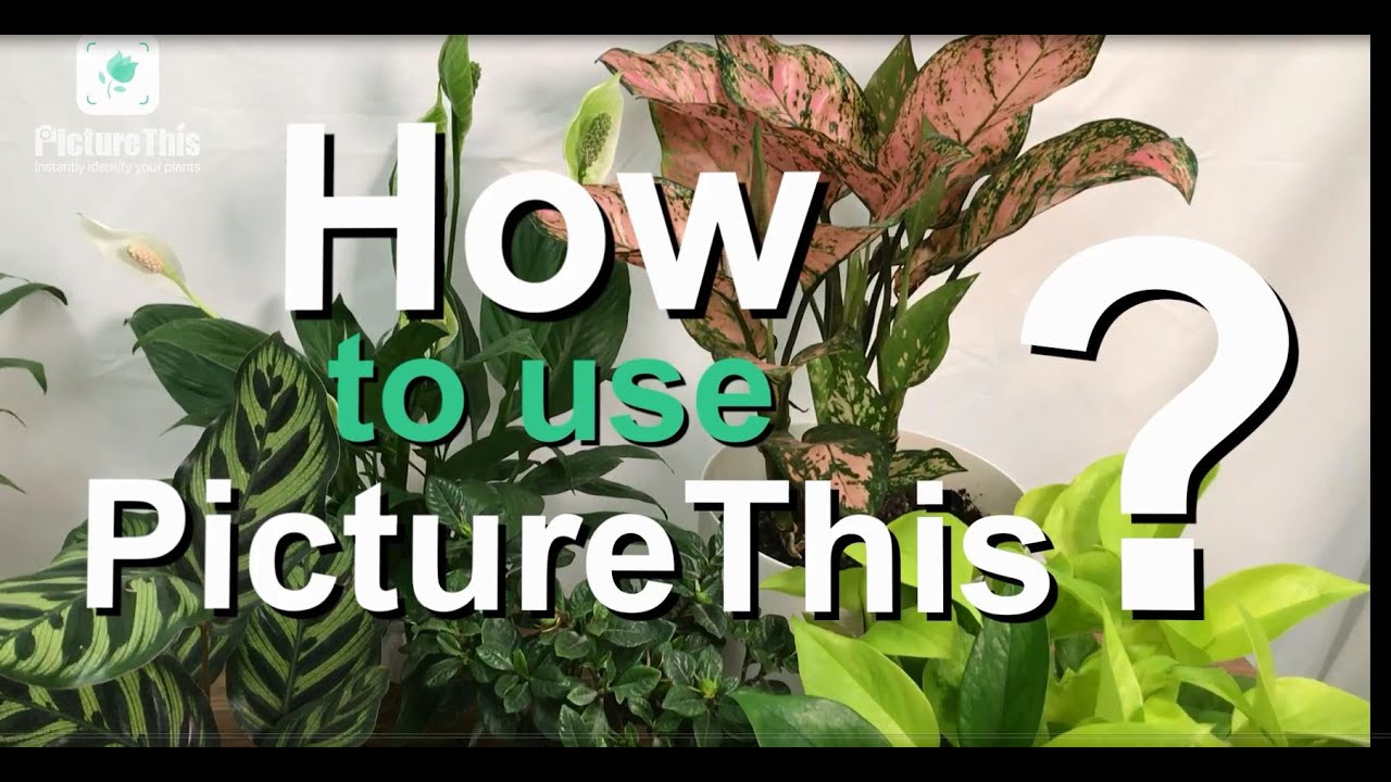 How to Use Picture This App - Detailed Tutorial - YouTube