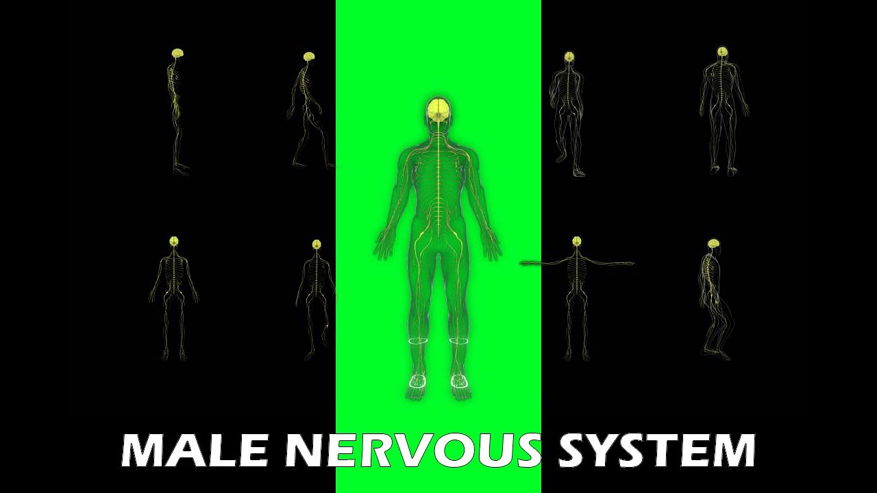 Male Nervous System - Green Screen Video - Stock Video Footage - No ...