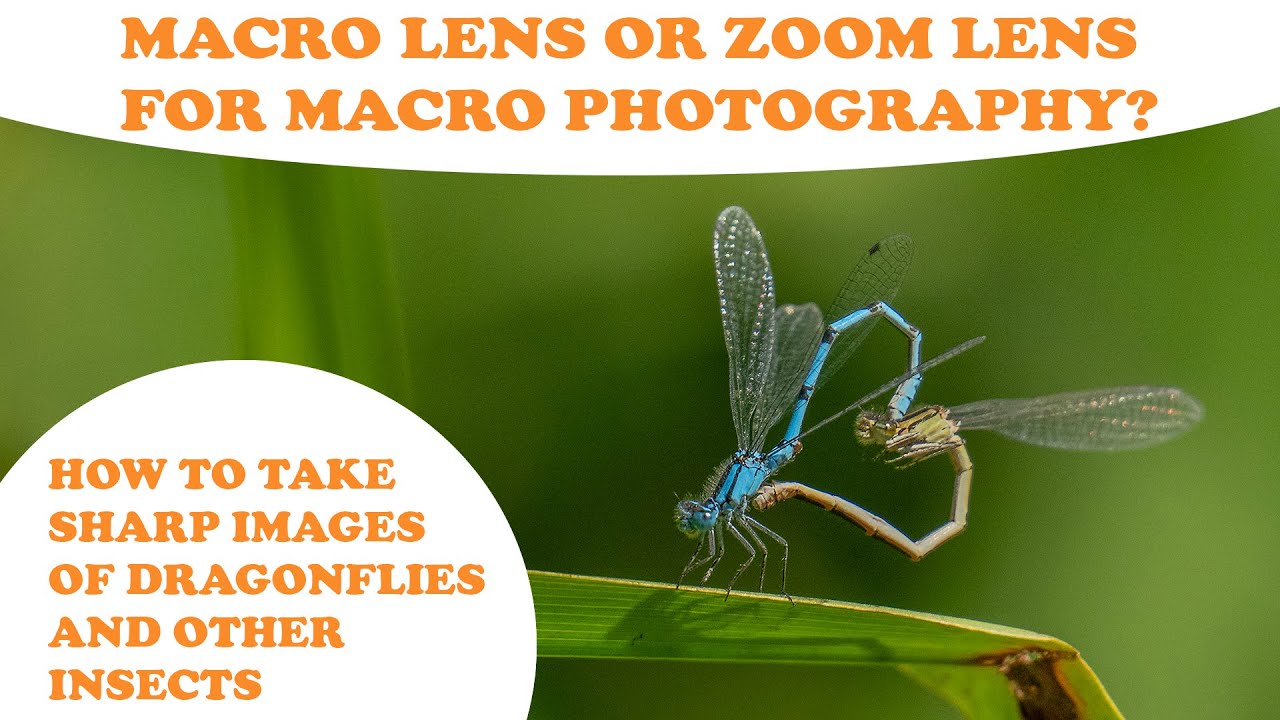 MACRO LENS OR ZOOM LENS FOR MACRO PHOTOGRAPHY?-HOW TO TAKE SHARP MACRO ...