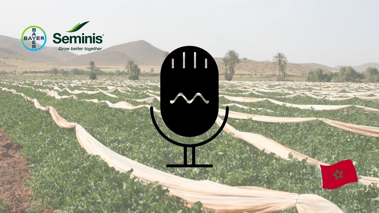 Melon : Bilan de la saison au Maroc - YouTube