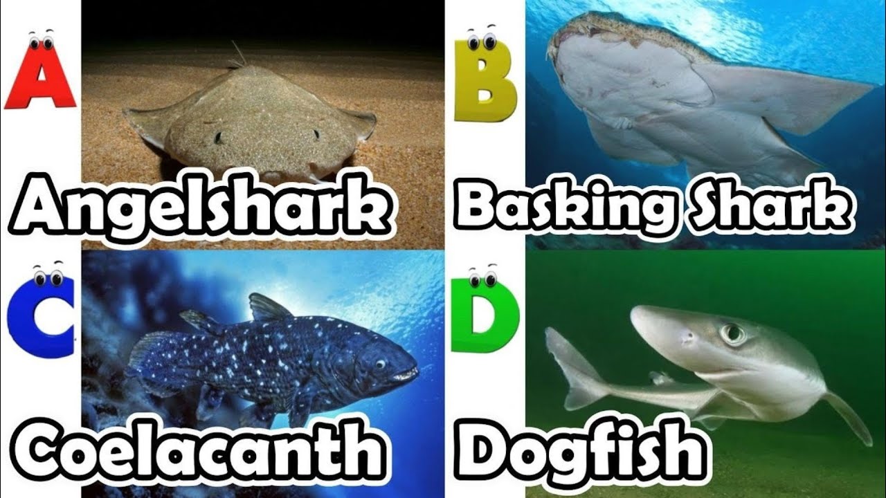 ABC Sea Animals | ABC Safari Animals 18TH1460 | Alphabet Animals Song ...