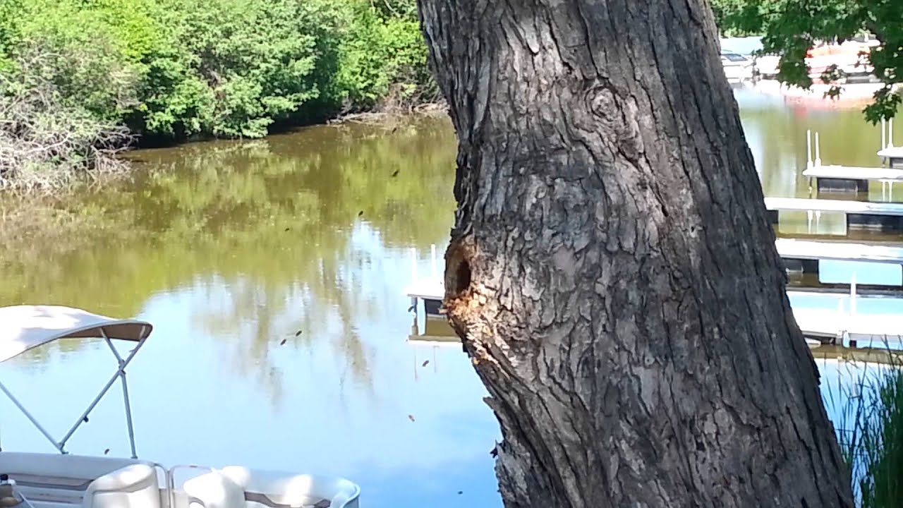 Bee omen - YouTube