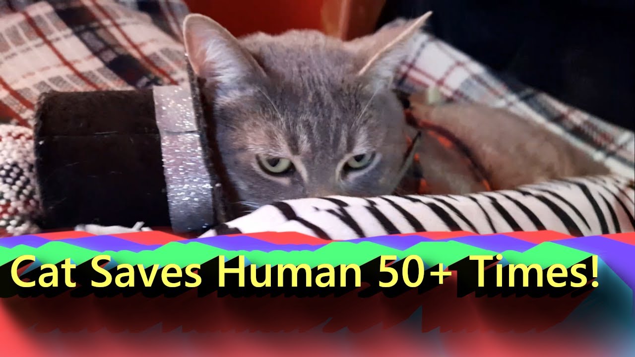 Cat Saves Human 50 + Times - YouTube