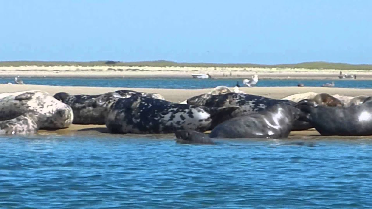 Chatham Seals Upclose Reel Kayak Adventures - YouTube
