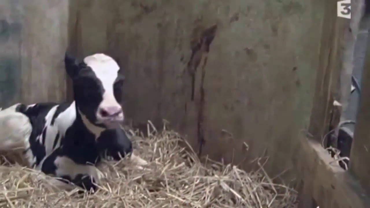 HEARTBREAKING: Separation of Mother Cow and Calf / Kuh rennt Kalb bei ...