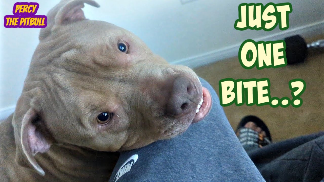 Teaching My Reactive Pitbull How To Play Nice With Hands! - YouTube