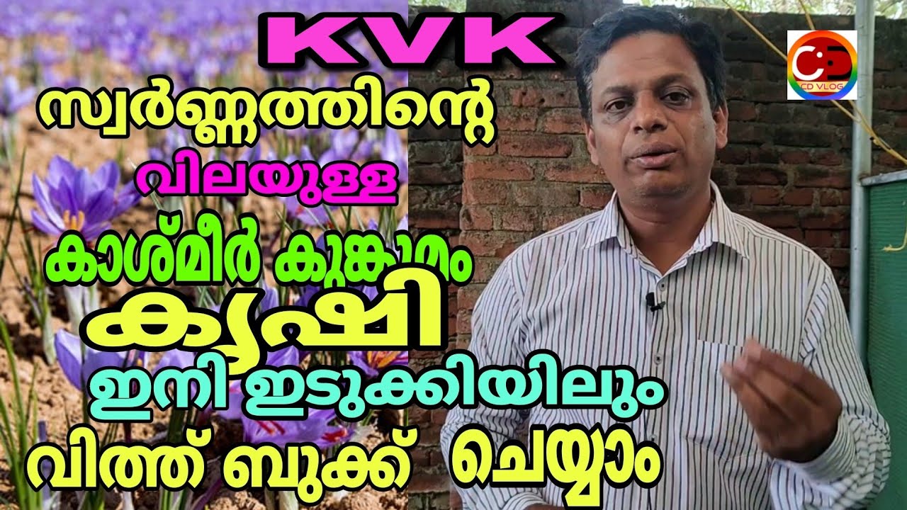 സ്വർണ്ണത്തിൻ്റെ വിലയുള്ള കാശ്മീർ കുങ്കുമം കൃഷി ഇനി ഇടുക്കിയിലും/ KVK ...