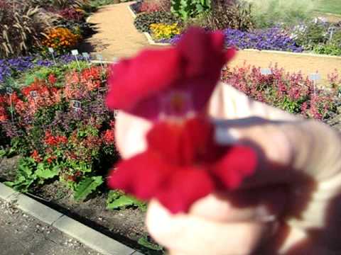 The talking Snap Dragon - YouTube
