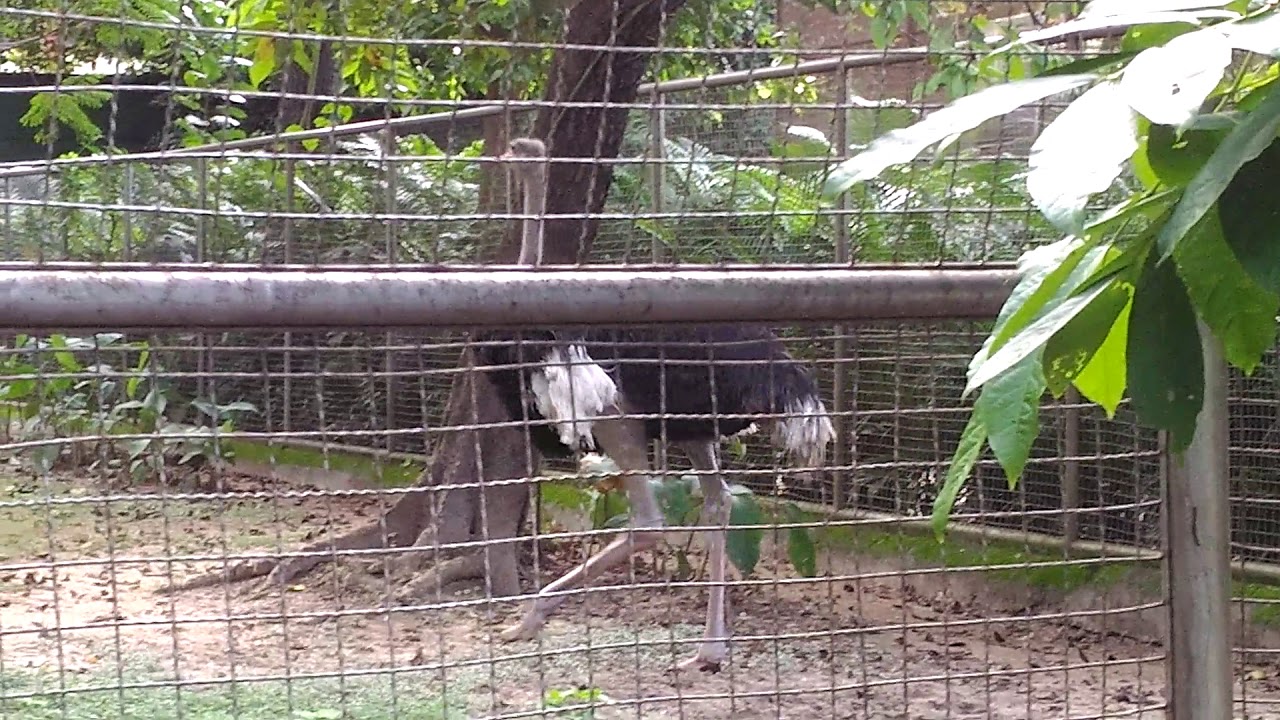 Ostrich, Big Ostrich, Shutumurg - YouTube