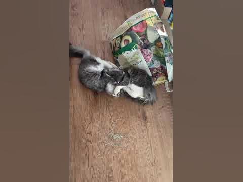 Two adorable kittens roll around in catnip - YouTube