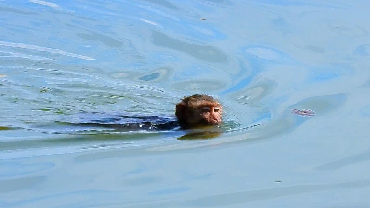 Young Monkeys Playing and learning to Swim. - YouTube