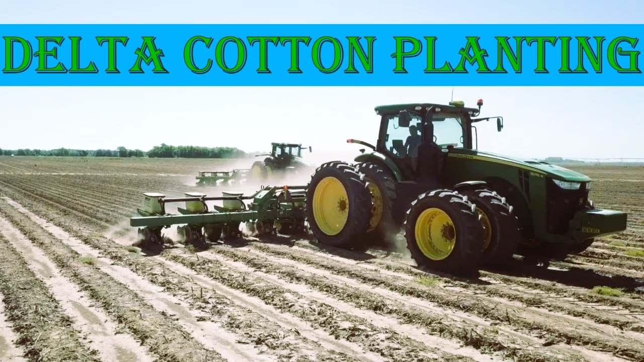 MISSISSIPPI DELTA COTTON - YouTube